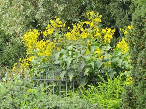 Чудогрядка рф Редкие растения Семена почтой ВКонтакте