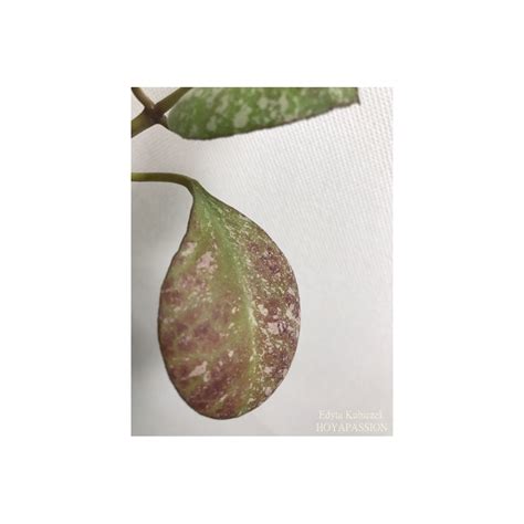 Hoya waymaniae splash - HOYAPASSION