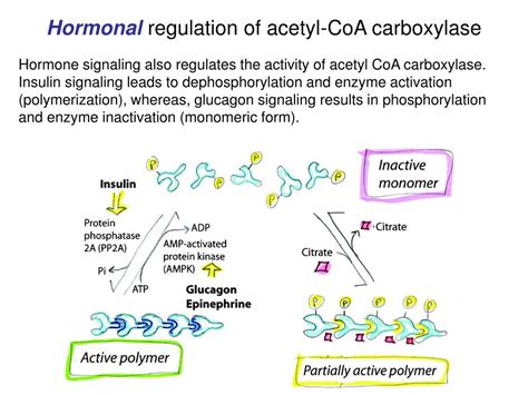 Acetyl Coa Carboxylase Pathway