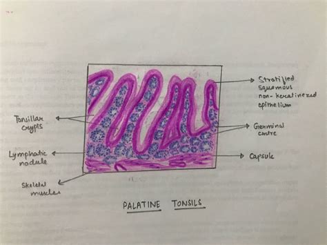 Palatine Tonsils Palatine Histology Slides Line Diagram
