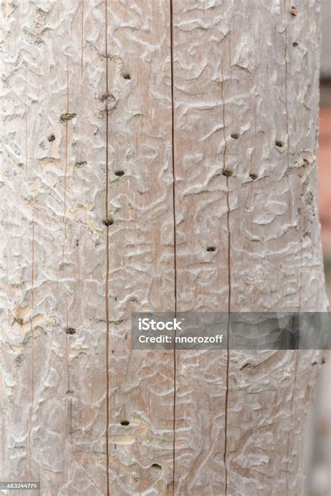 오래 된 자연적인 나무의 질감 건조 가문비나무 로그 작은 균열에 의해 손상 비 유니폼 색상 수 피 딱정벌레는 Barked