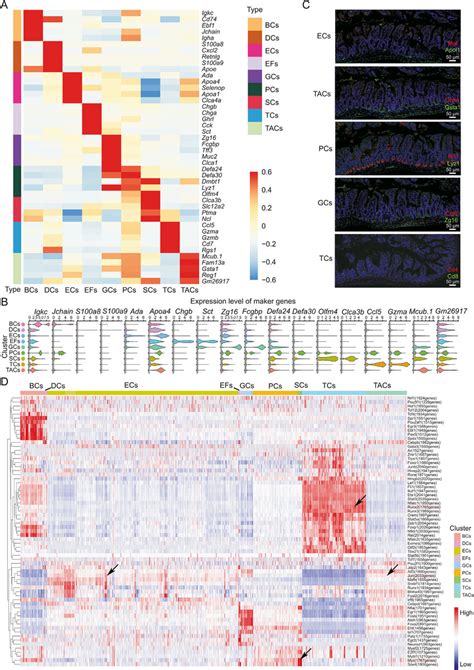 The Marker Genes Of Each Cell Type And Transcription Factors Of The