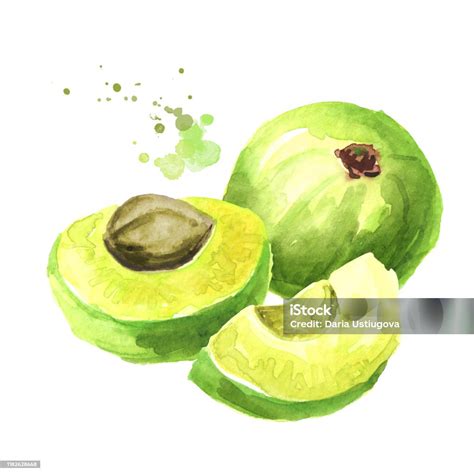 암라 녹색 과일입니다 흰색 배경에 격리 된 수채화 손으로 그린 그림 건강한 식생활에 대한 스톡 벡터 아트 및 기타 이미지 건강한 식생활 과일 구스베리 Istock