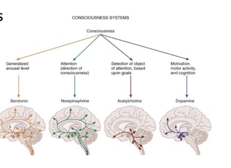 Ppt 1 20 Higher Order Cognitive Functions Flashcards Quizlet