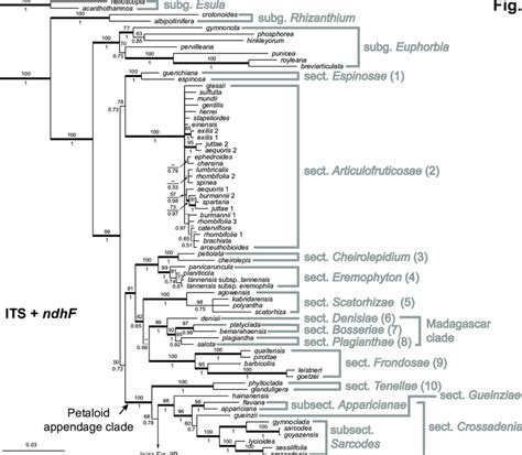 Majority Rule Consensus Tree Recovered From Bayesian Analyses Of The