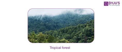 Tropical Forests Types Features Climate And Habitats