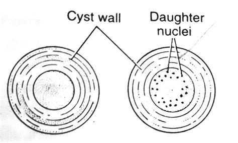 Reproduction In Amoeba Binary Fission Multiple Fission Sexual Reproduction ~ Sciences World