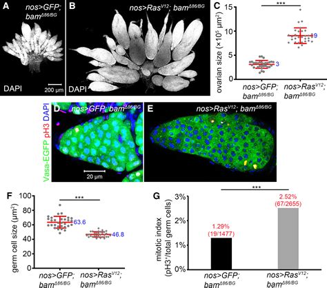 Ras Promotes Germline Stem Cell Division In Drosophila Ovaries Stem