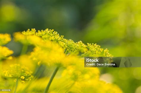 밝은 딜 꽃 클로 우즈 업 여름에는 정원에서 꽃에 Dills입니다 음식에 대 한의 좋은 양념 0명에 대한 스톡 사진 및 기타 이미지 Istock