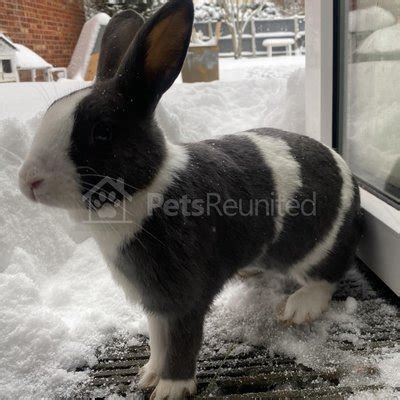 Lost Rabbit Pale Grey Dutch Rabbit Called Penelope Clacton On Sea