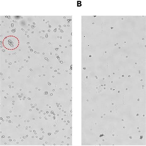 Quality Assessment Of Nuclei Preparation Following Nuclei Isolation And Download Scientific