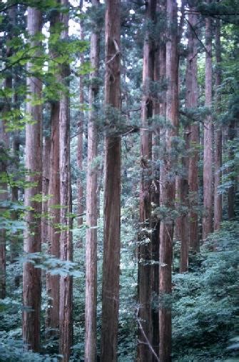 東北森林管理局 天然秋田杉の紹介
