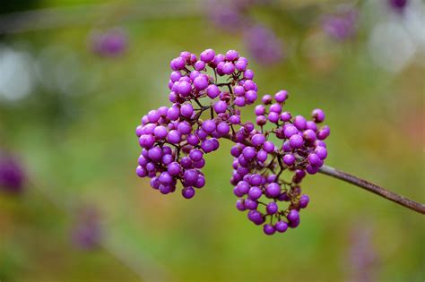 Purple Flowers Yellow Berries At Willy Booth Blog