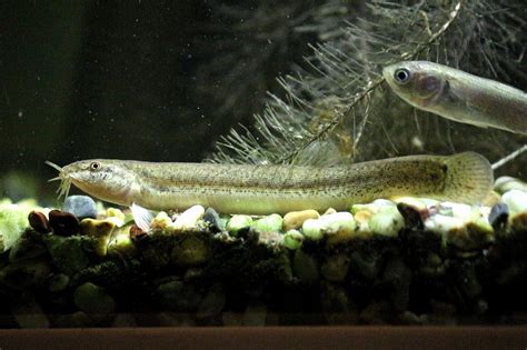 ドジョウ 2017 05 21 WEB魚図鑑