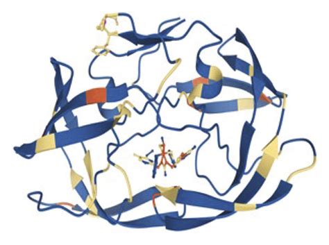 Pid Is 1rpo Hiv 1 Protease Complex Binding Crystal Download