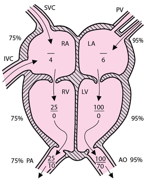 Imagenormal Circulation With Representative Right And Left Cardiac