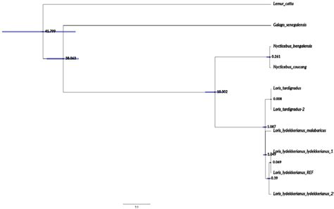 Fossil Calibrated Bayesian Inference Tree Showing The Divergence Time Download Scientific