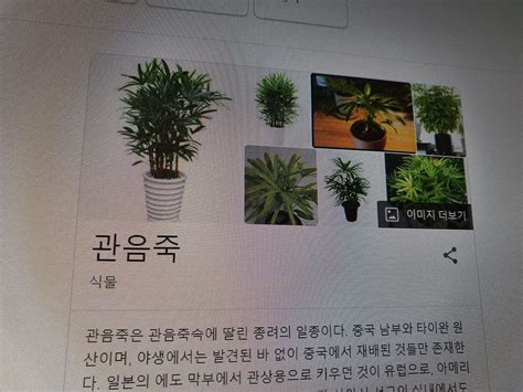 실내 공기정화식물 순위 Top 10