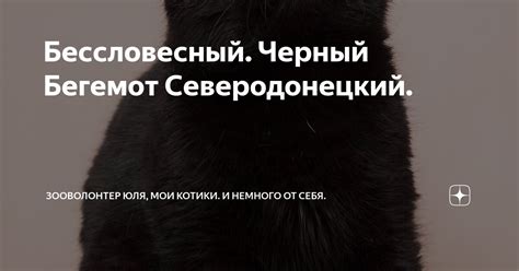 Бессловесный Черный Бегемот Северодонецкий Неzооволонтер Юля мои котики И немного личного