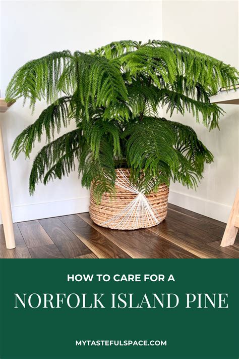 Norfolk Pine Care Tall Indoor Plants Norfolk Pine Care Norfolk Pine
