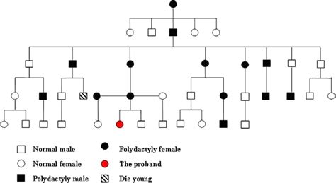 Simple Pedigree Chart
