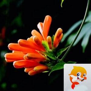 闻新美摄视界 炮仗花 VV