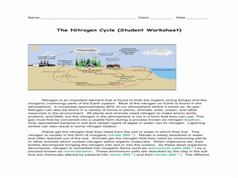50 Nitrogen Cycle Worksheet Answer Key Chessmuseum Template Library