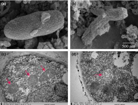 Scanning Electron Microscopy Sem A And B And Transmission Electron Download Scientific