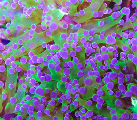 Frogspawn Coral Frag Box Corals