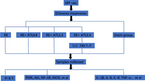 The Protocol Of The Research Download Scientific Diagram