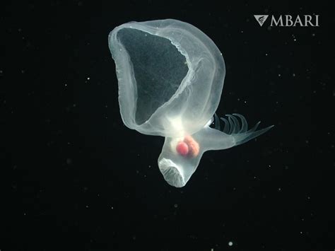 Scientists Discovered The Strangest Sea Slug In The Ocean