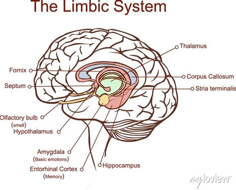 Cross Section Through The Brain Showing The Limbic System And Posters