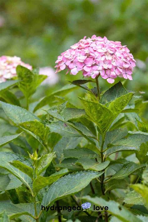 13 Dwarf Hydrangea Varieties Perfect For Small Gardens Hydrangea Love