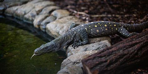 Crocodile Monitor Smithsonians National Zoo And Conservation Biology