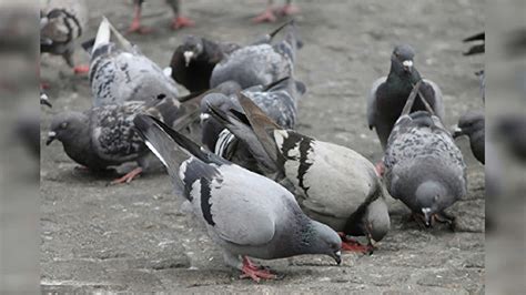 서울 공원서 비둘기 먹이 주지 마세요…과태료 최대 100만 원