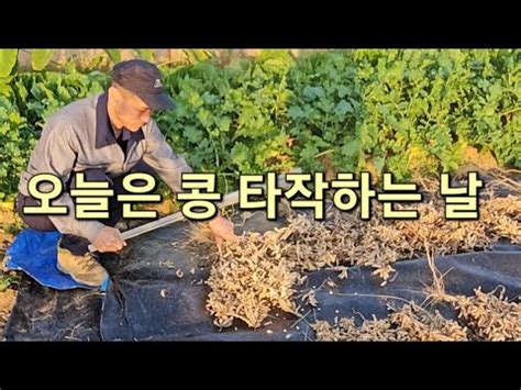 오늘은 콩 타작하는 날 YouTube