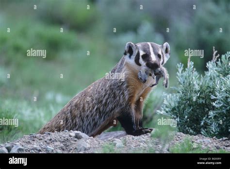 American Badger Eating