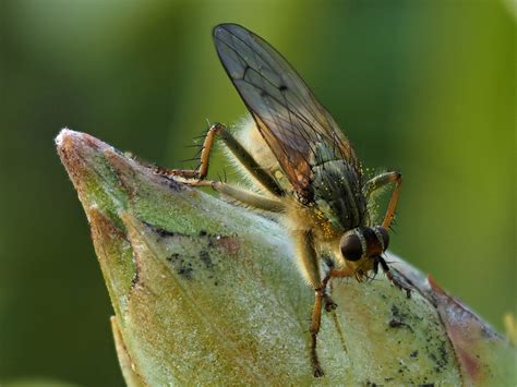 Fruchtfliege Foto And Bild Tiere Wildlife Insekten Bilder Auf