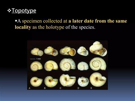 typification and type pptx