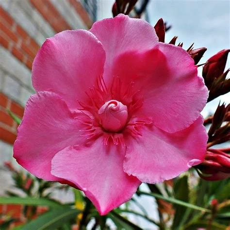 نباتات و فوائد