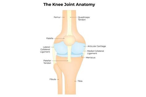 The Knee Joint Anatomy Science Design Graphic By Hamjaiu · Creative Fabrica