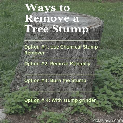 How To Remove A Tree Stump Effective Ways