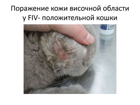 Заболевания кожи кошек ассоциированные с аллергией Online Presentation