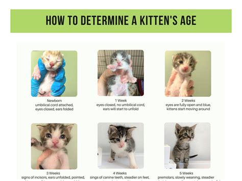 Kitten Age Chart Rescue And Foster Guide Pdf And  Etsy
