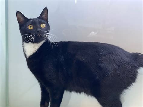 코리안숏헤어 디올 사모예드특징 스피츠특징 시바견특징 시베리안허스키특징 시츄특징 요크셔테리어특징 웰시코기특징 이탈리아그레이하운드특징 치와와특징 코카스파니엘특징 폼스키특징 폼치