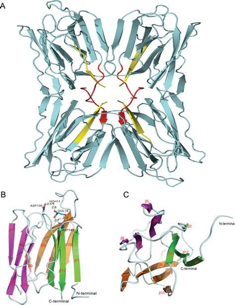 Predicted Structural Features Of Ftp A Secondary Structure Of