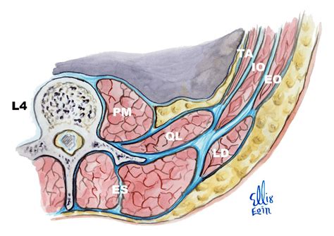 Quadratus Lumborum Blocks Virtual Library