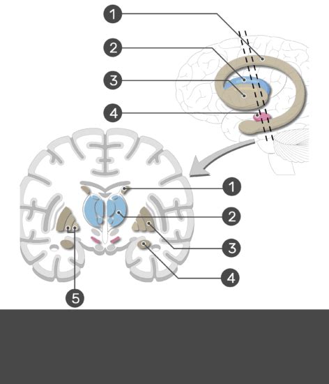 Basal Ganglia Anatomy And Diagram Getbodysmart