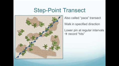 Belt Transect Sampling