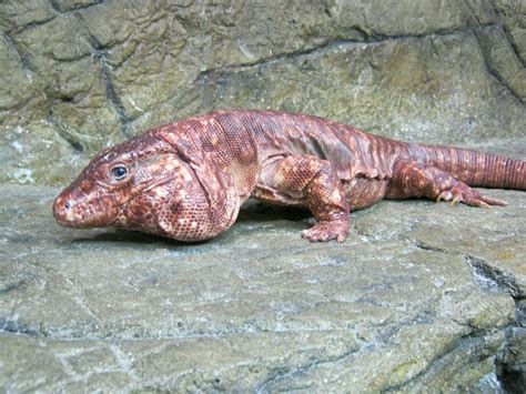 Red Tegu Facts And Pictures